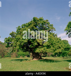 Oak trees at Moccas National Nature Reserve Stock Photo - Alamy