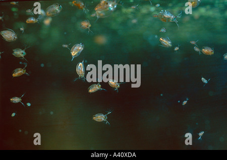 Water Flea, Daphnia sp. On pond Stock Photo - Alamy