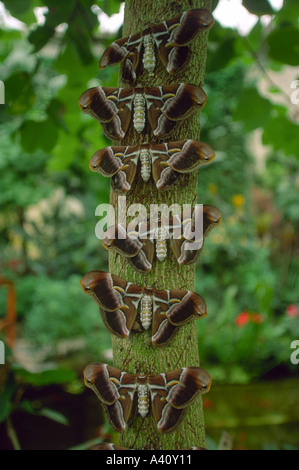 Indian Eri Silkmoth, Philosamia ricini, Saturniidae, Lepidoptera. India ...