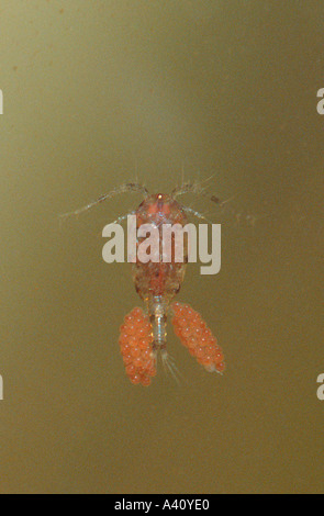 Fresh Water Copepod, Cyclops sp. With spawn Stock Photo - Alamy