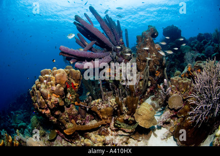 Seascape with fish, coral and sponge in coral reef of Caribbean Sea ...