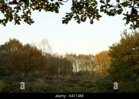 Bawdeswell Heath Norfolk UK Stock Photo - Alamy