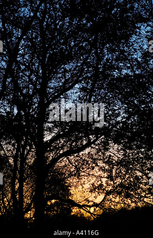 Bawdeswell Heath Norfolk UK Stock Photo - Alamy