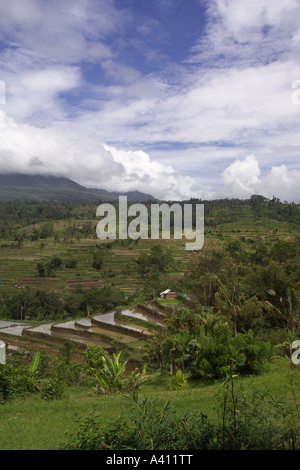 bacung rice paddy fields Bali Indonesia Stock Photo - Alamy