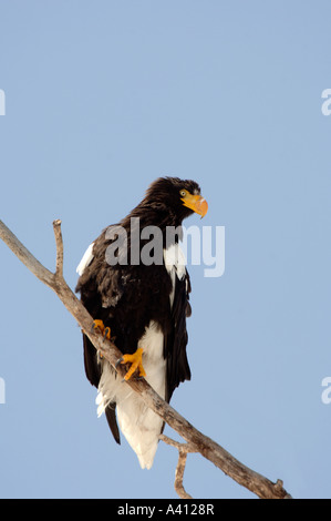 Steller's sea eagle (Haliaeetus pelagicus) eating a rat Stock Photo - Alamy