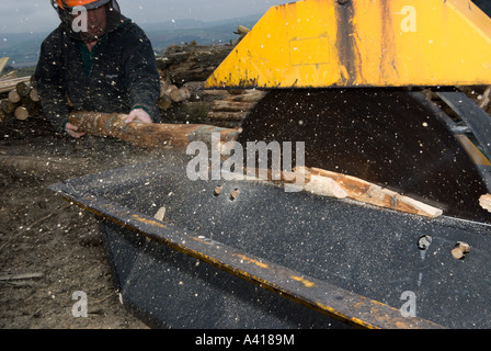Man pointing Durable Sweet Chestnut, Castanea sativa fencing stakes ...