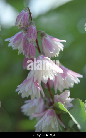 Soft Pink Deutzia Flowers Blooming in a Lush Outdoor Garden Stock Photo ...