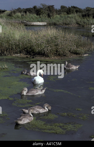 Adult with cygnets, Mute Swan, Cygnus olor, Abbotsbury Swannery ...