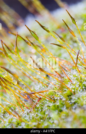 After the rain, moss, moss Stock Photo - Alamy