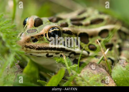 Leopard frog (Rana pipiens) Loafing in lawn grass Ontario Stock Photo ...