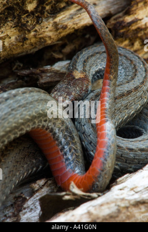 Northern red-bellied snake, Storeria occipitomaculata occipitomaculata ...