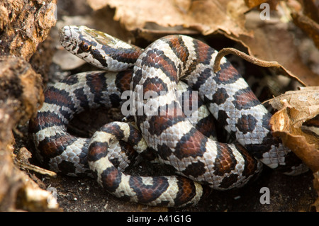 Milk Snake (Lampropeltis triangulum), mimics venomous coral snakes ...