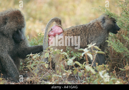 Male and female baboon in heat in Kruger National Park Stock Photo - Alamy