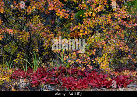 Autumn colors alpine bearberry Arctostaphylos alpina alpine blueberry ...