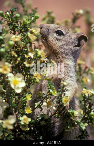 Grand Canyon in Arizona with Cliffrose bush (Purshia) in full bloom and ...