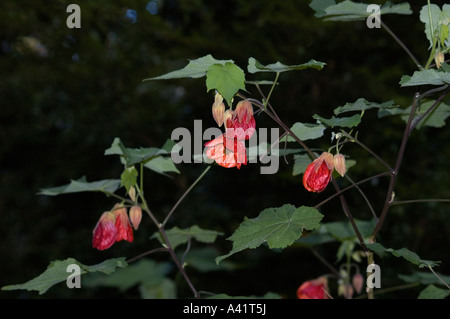 Flowering Maple Abutilon hybridum Stock Photo - Alamy