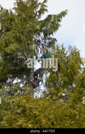 Tree trimmer in Cypress tree with saw in hand and safety harness and ...