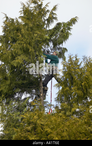 Tree trimmer in Cypress tree with saw in hand and safety harness and ...