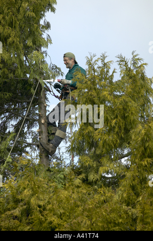 Tree trimmer in Cypress tree with saw in hand and safety harness and ...