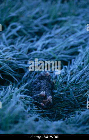 Dead mole in frozen field Stock Photo - Alamy