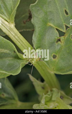 GREEN CAPSID LYGOCORIS PABULINUS NYMPH ON BROAD BEAN LEAF BV Stock ...