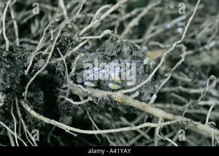 Lettuce root aphid (Pemphigus bursarius) on lettuce roots Stock Photo ...