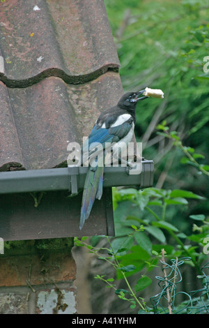 MAGPIE PICA PICA ON ROOF WITH BREAD BV Stock Photo - Alamy