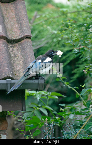 MAGPIE PICA PICA ON ROOF WITH BREAD SV Stock Photo - Alamy