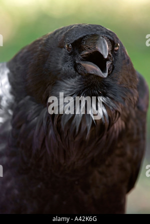 A Common Raven,in Banff National Park, Alberta, Canada Stock Photo - Alamy