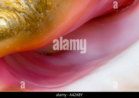 Sea shell details- Queen Conch (Collected in Florida Stock Photo - Alamy