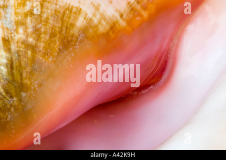 Sea shell details- Queen Conch (Collected in Florida Stock Photo - Alamy