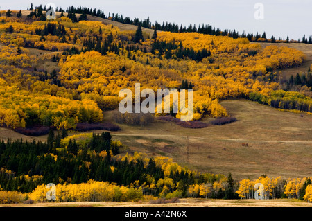 Cypress Hills with fall colour near Reesor Lake, Cypress Hills ...
