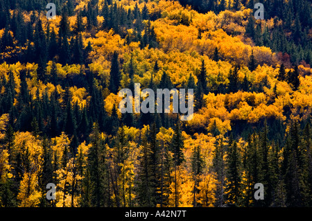 Cypress Hills with fall colour near Reesor Lake, Cypress Hills ...