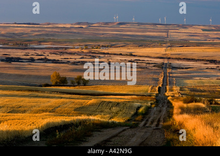 Prairie features at dawn- dirt road, near Swift Current, Saskatchewan ...