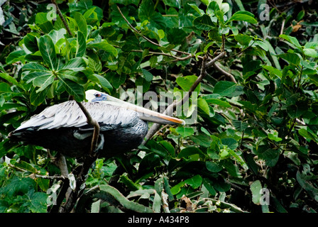 pelican roosting on island off the coast of Puerto Vallarta Mexico ...