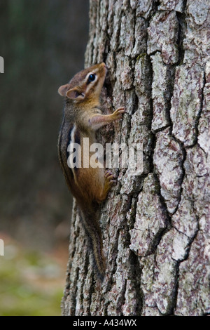 Chipmunk climbing a tree Stock Photo - Alamy