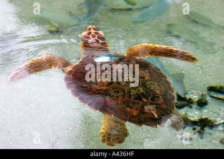 Turtle half submerged painted swim swimming underwater water sea ...