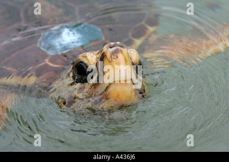 Turtle half submerged painted swim swimming underwater water sea ...