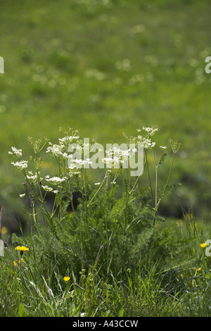 Spignel, meum athamanticum, Alps, France Stock Photo - Alamy