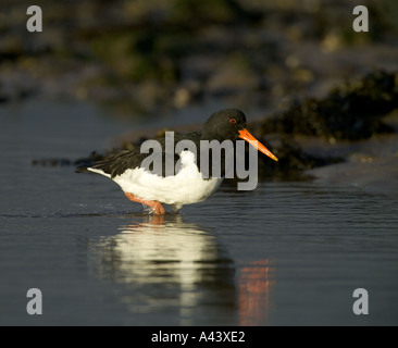 Oystercatcher Haematopus ostralegus feeding as tide recedes Stock Photo ...
