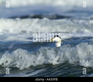 Male eider duck (Somateria mollissima) swimming. photographed in autumn ...