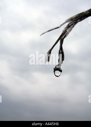 droplet on piece of string Stock Photo - Alamy