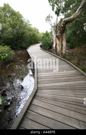 BOARDWALK THROUGH WETLANDS CALOUNDRA SUNSHINE COAST QUEENSLAND ...
