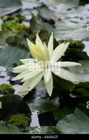 NYMPHAEA MEXICANA FAMILY NYMPHAEACEAE Stock Photo - Alamy