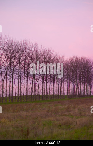 Poplar trees around fields in Kent Stock Photo - Alamy