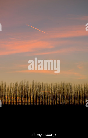 Poplar trees around fields in Kent Stock Photo - Alamy