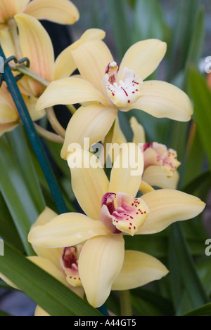 Orchid Cymbidium Everglades Gold/Green Breeze Liza Stock Photo - Alamy