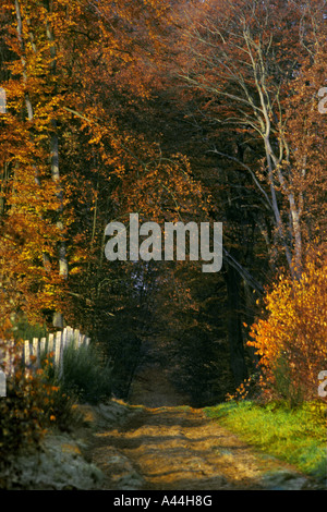 AUTUMN FOREST OF COMPIEGNE OISE PICARDY FRANCE Stock Photo - Alamy