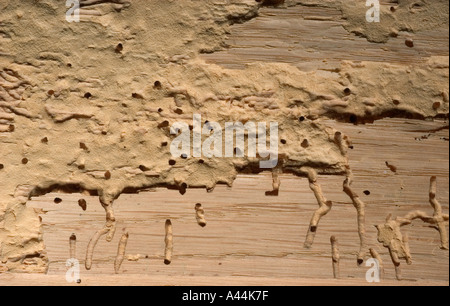 Lyctus powder post beetle borings under tree bark Stock Photo - Alamy