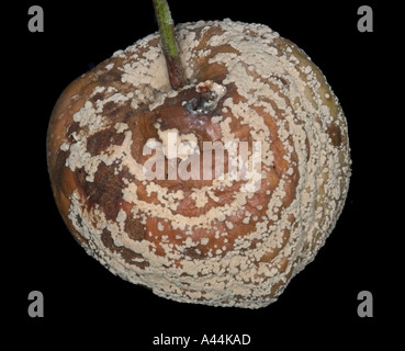blighted brown rot fungus on plum fruit Sweden Stock Photo: 3568630 - Alamy